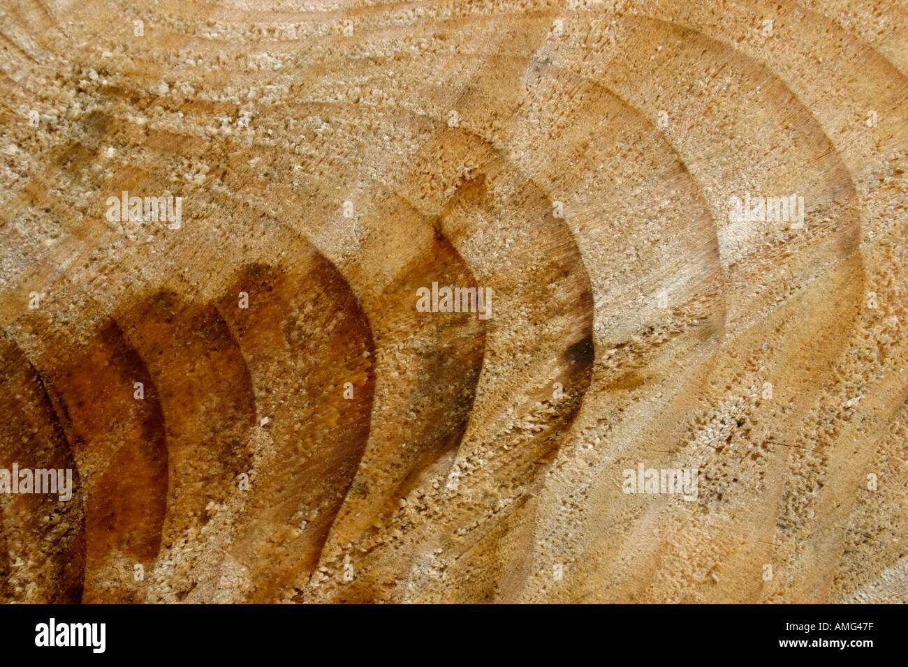 Date tree hi-res stock photography and images - Alamy