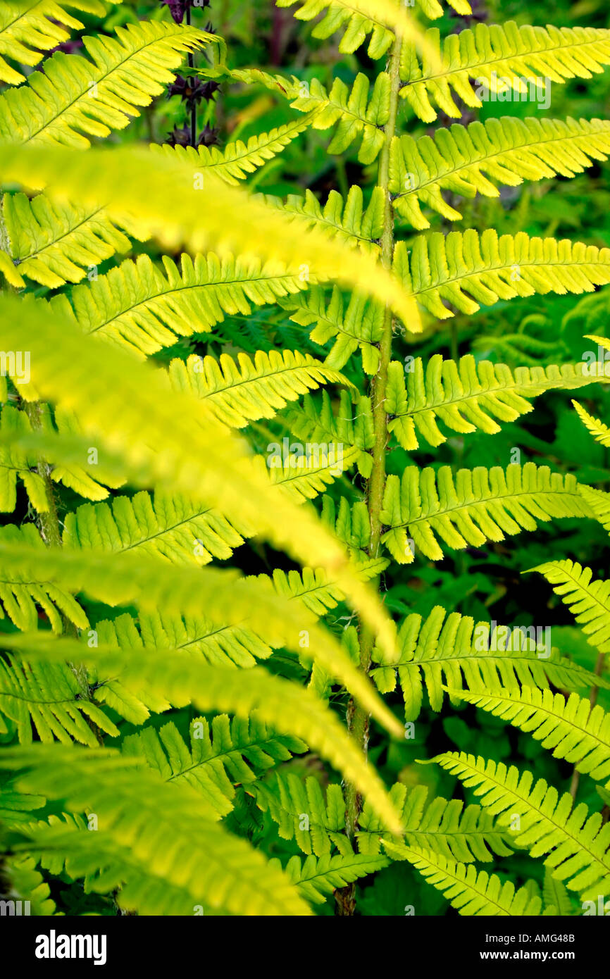 Delicate fern leaves hi-res stock photography and images - Alamy
