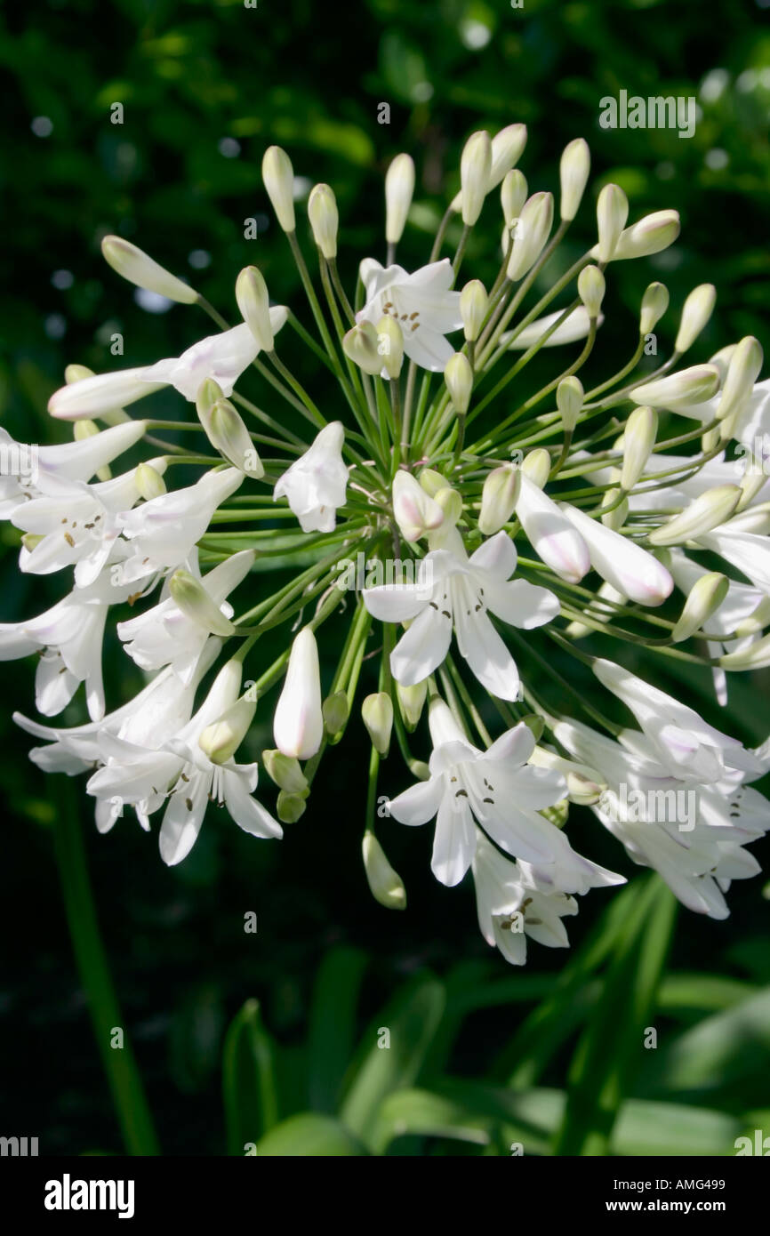 White agapanthus bulbs hi-res stock photography and images - Alamy