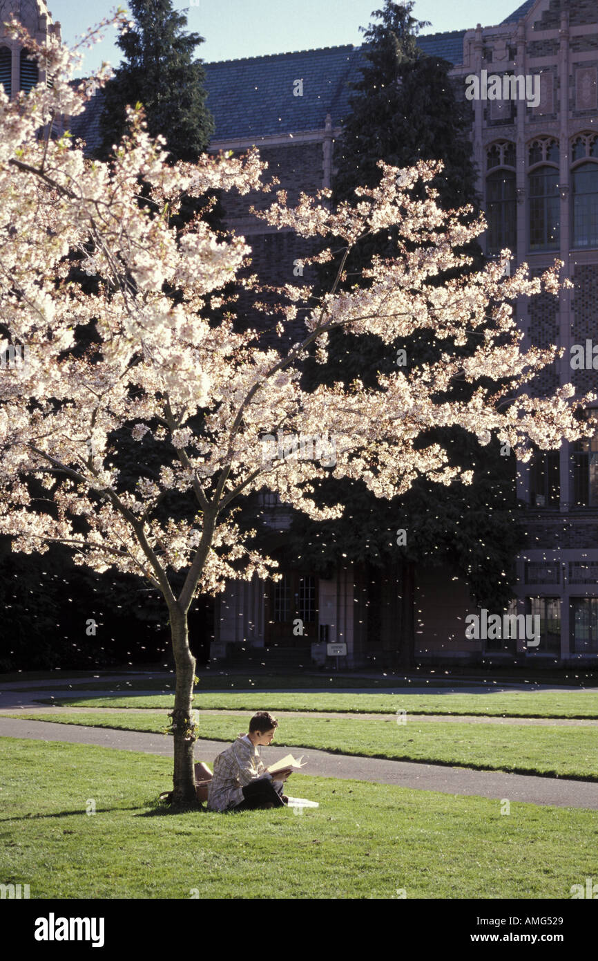 Woman Reading book Under Cherry tree as blossoms fall around her ...