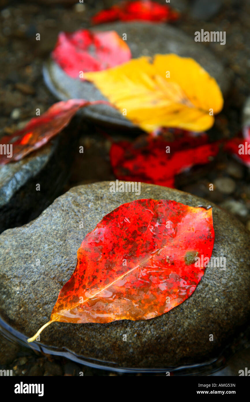 Red leaves on the rock hi-res stock photography and images - Alamy