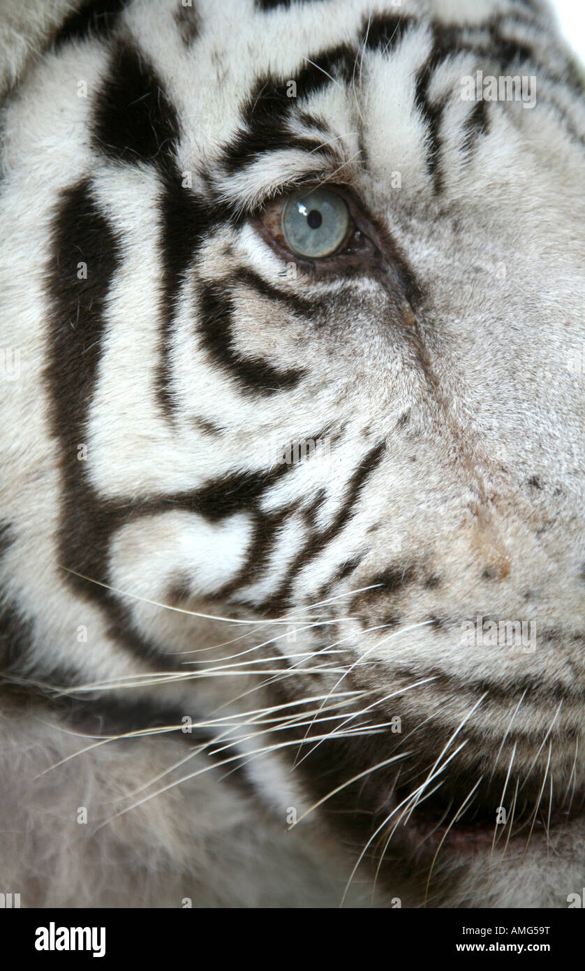 Tiger with white tiger hi-res stock photography and images - Alamy