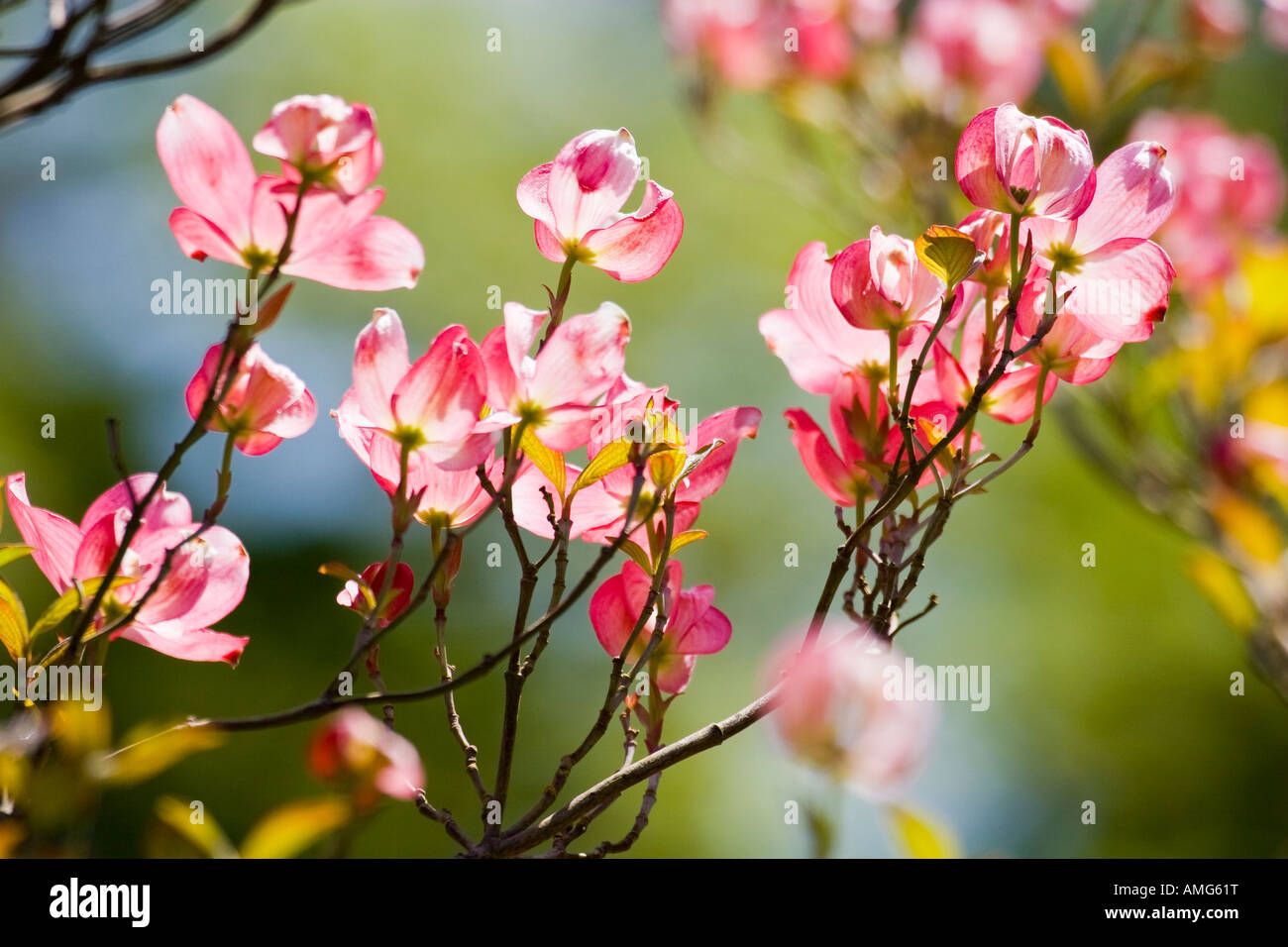 Dogwood blossoms in spring Stock Photo - Alamy