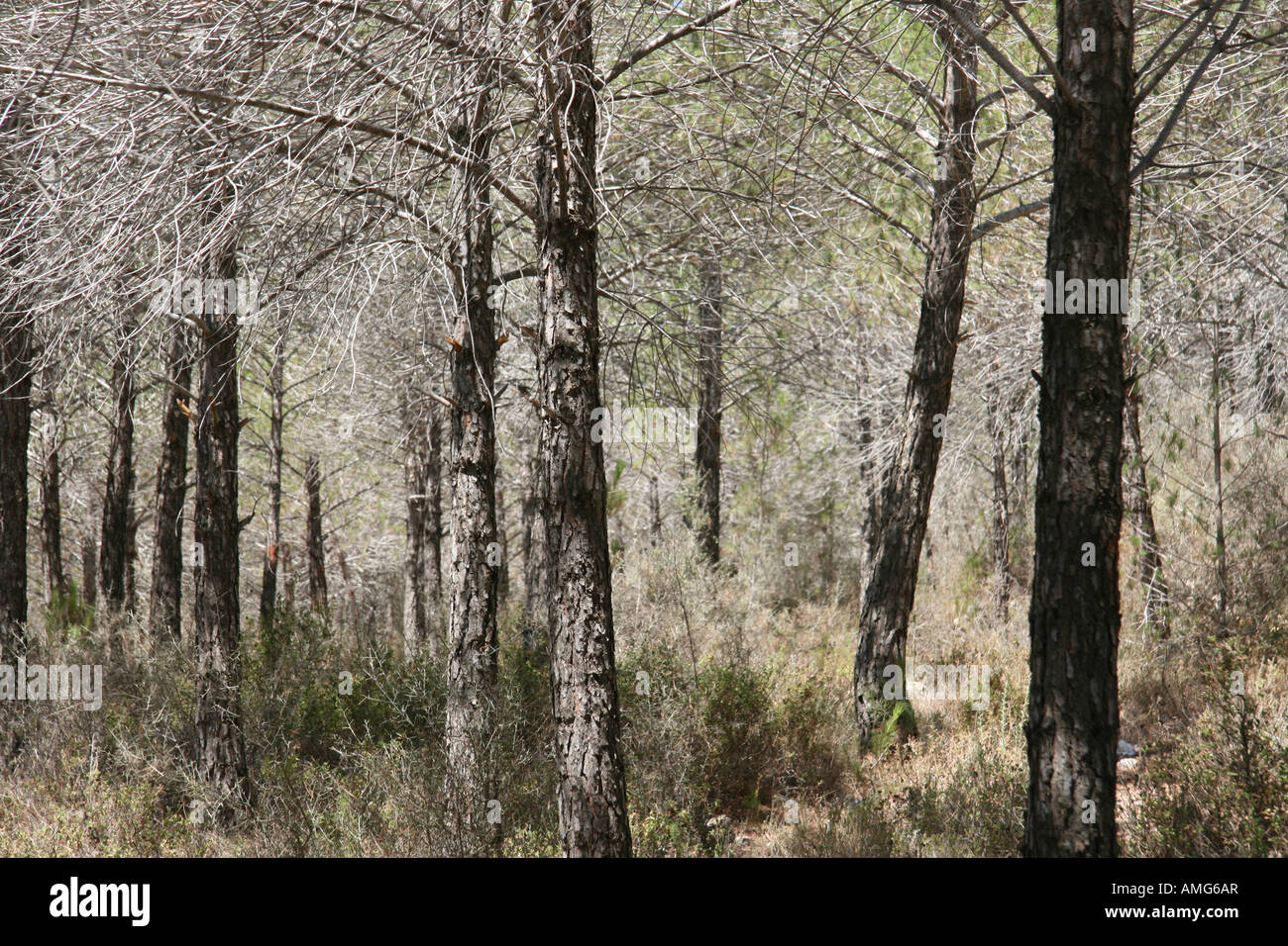 Israel Sataf ancient agricultural site and gardens on Judean hills Pine ...