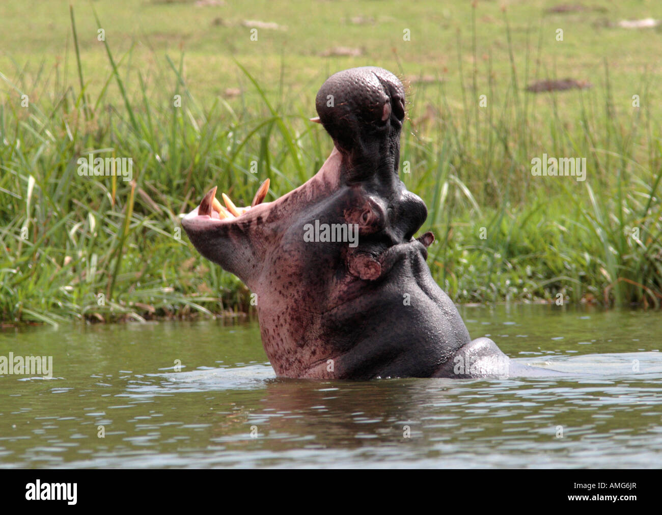 Skull hippopotamus amphibius hi-res stock photography and images - Alamy