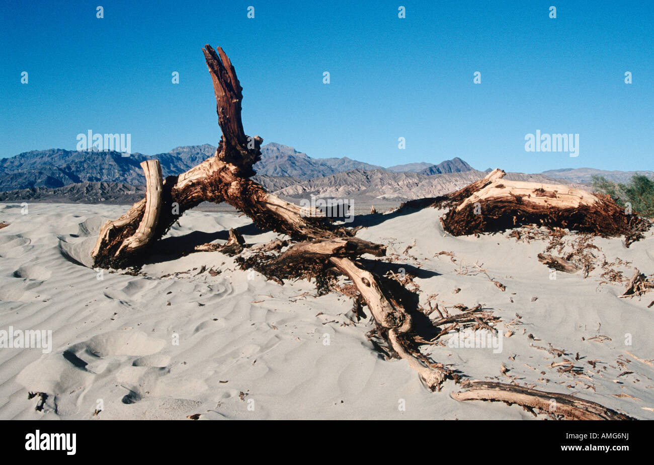 Dead tree in sand dune, Death Valley, California, USA Stock Photo - Alamy