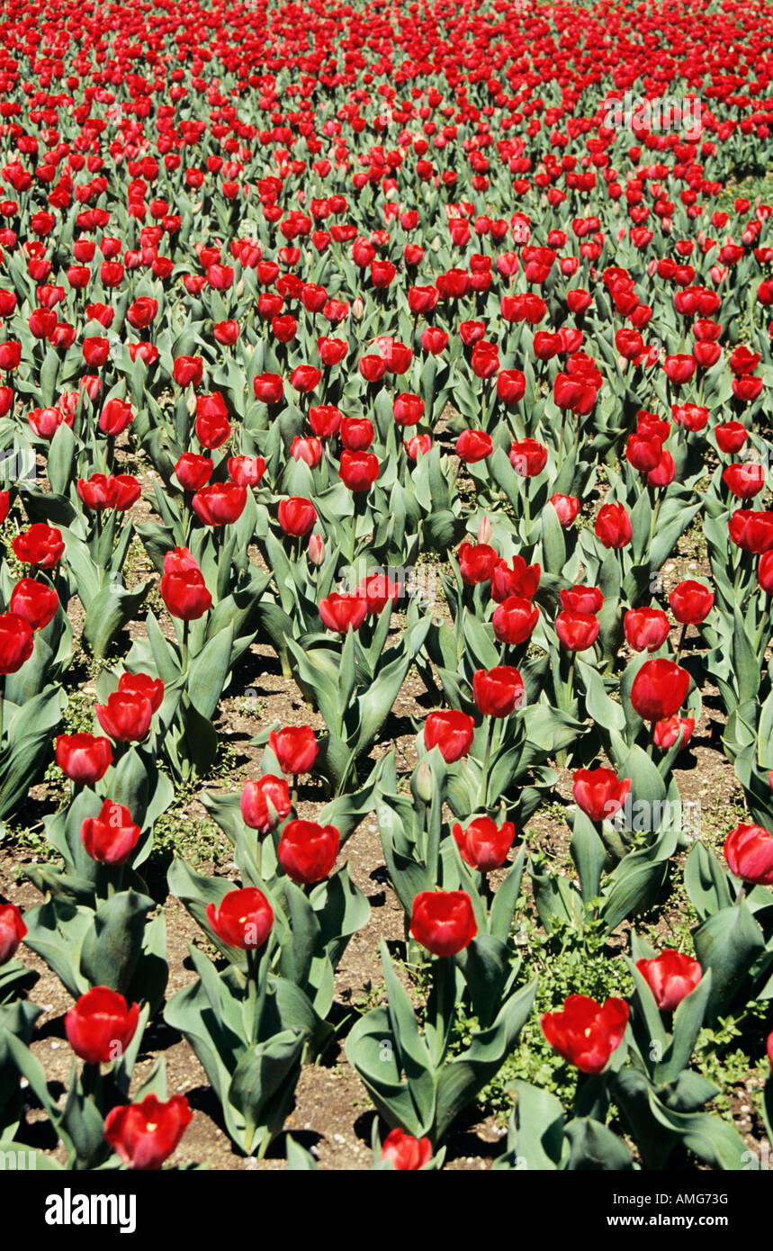 Vivid large tulips hi-res stock photography and images - Alamy