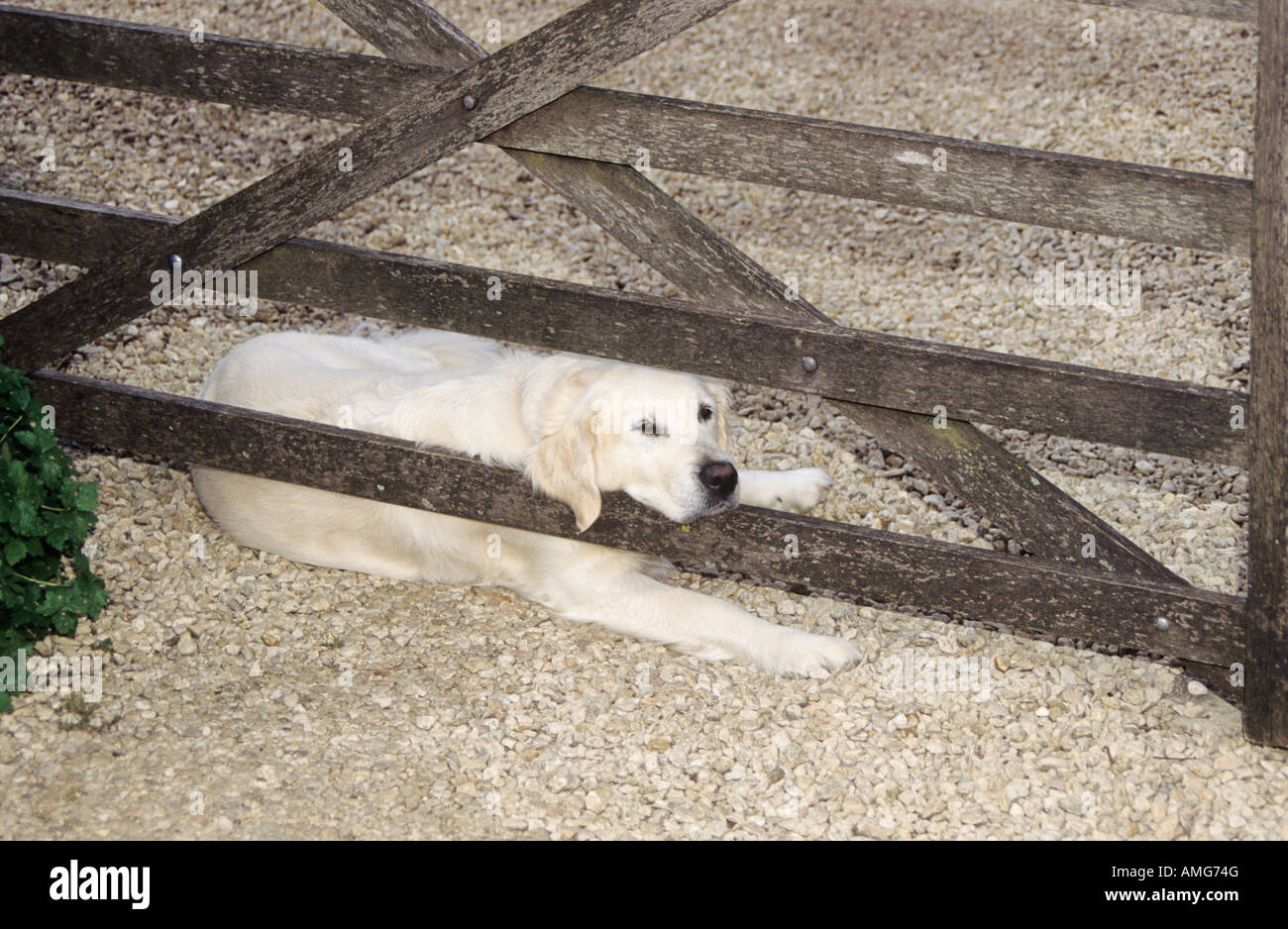 Labrador relaxing beside garden gate, England Stock Photo - Alamy