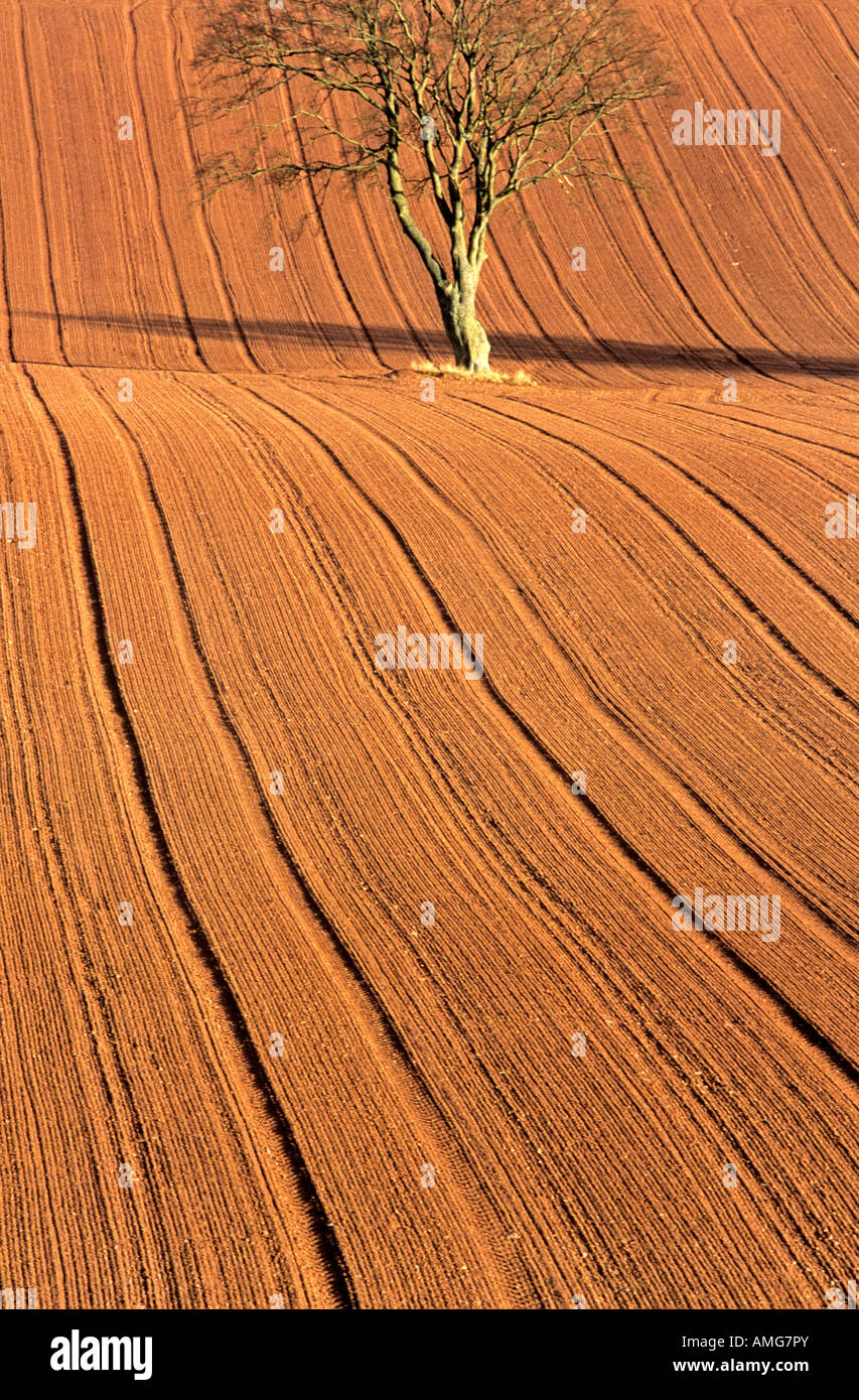 Lone tree ploughed field Borders England UK Stock Photo - Alamy