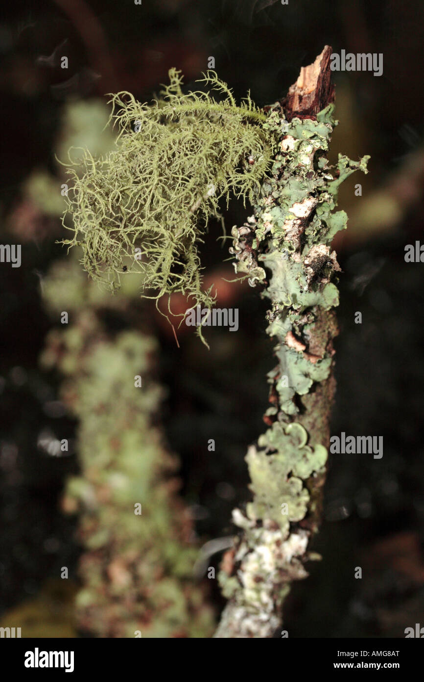 Lichen adaptation hi-res stock photography and images - Alamy