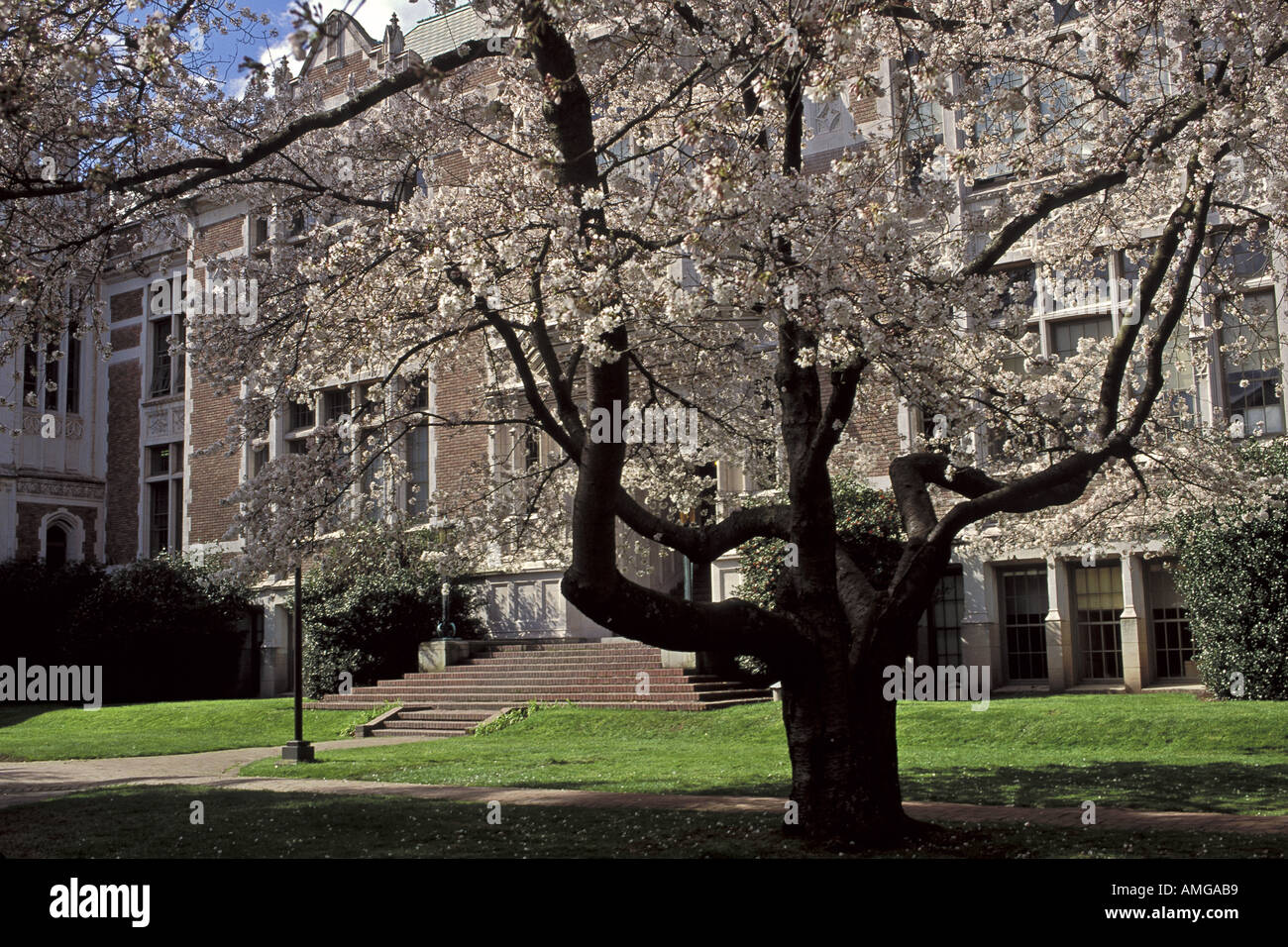 Cherry blossoms uw hi-res stock photography and images - Alamy
