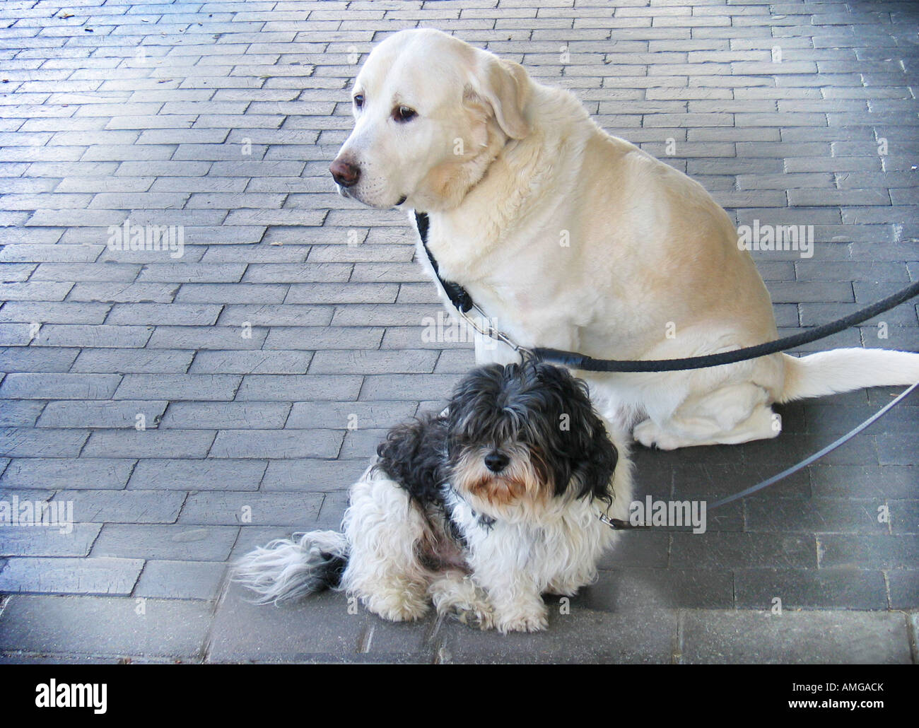 Trusty beast hi-res stock photography and images - Alamy