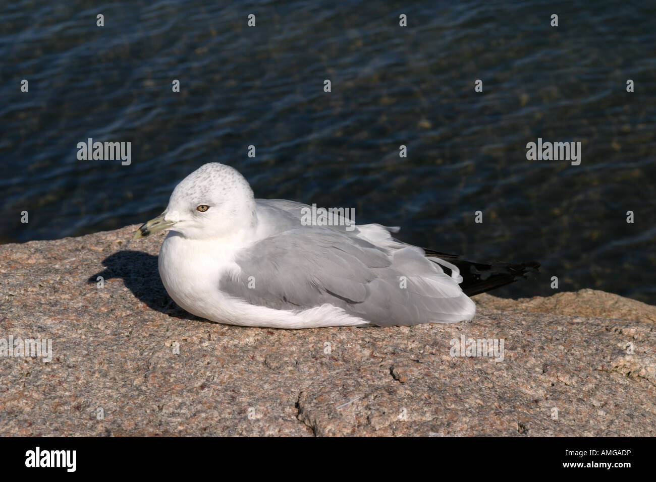 Seagull on rock Stock Photo - Alamy