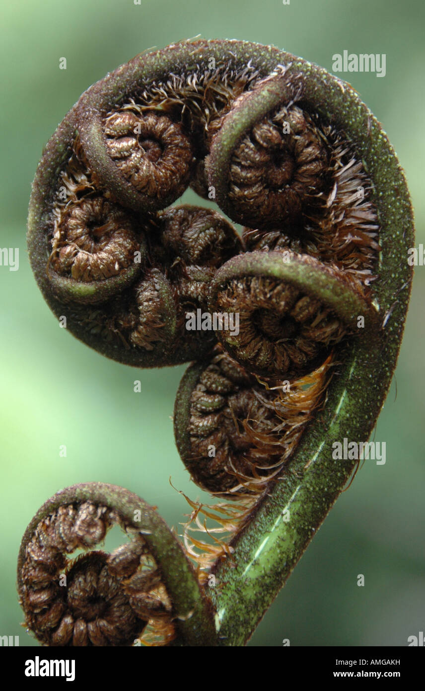 Close up of fern frond, New Zealand's national emblem Stock Photo - Alamy