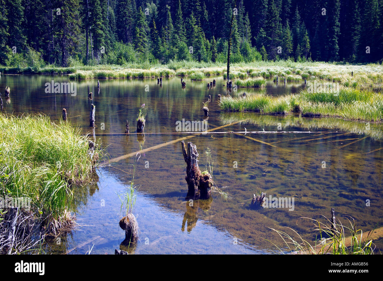 Beaver pond near Allison Pass Manning Provincial Park British Columbia ...