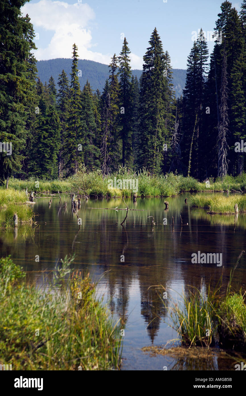 Beaver pond near Allison Pass Manning Provincial Park British Columbia ...