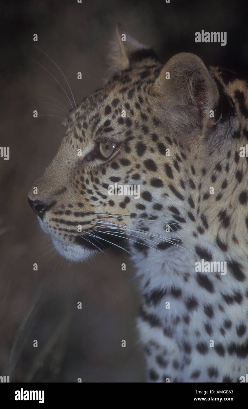 Leopard Panthera pardus Stock Photo - Alamy