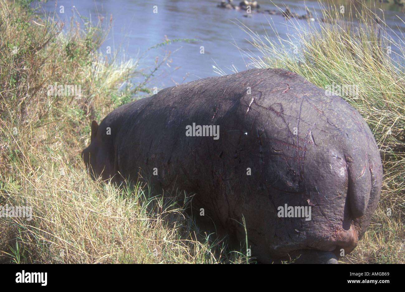 Hippo backside hi-res stock photography and images - Alamy