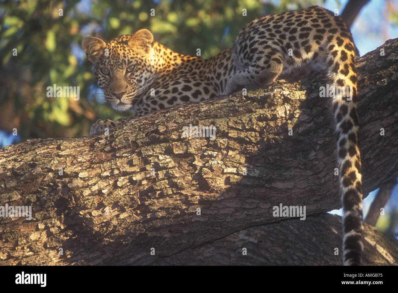 Leopard Panthera pardus Stock Photo - Alamy