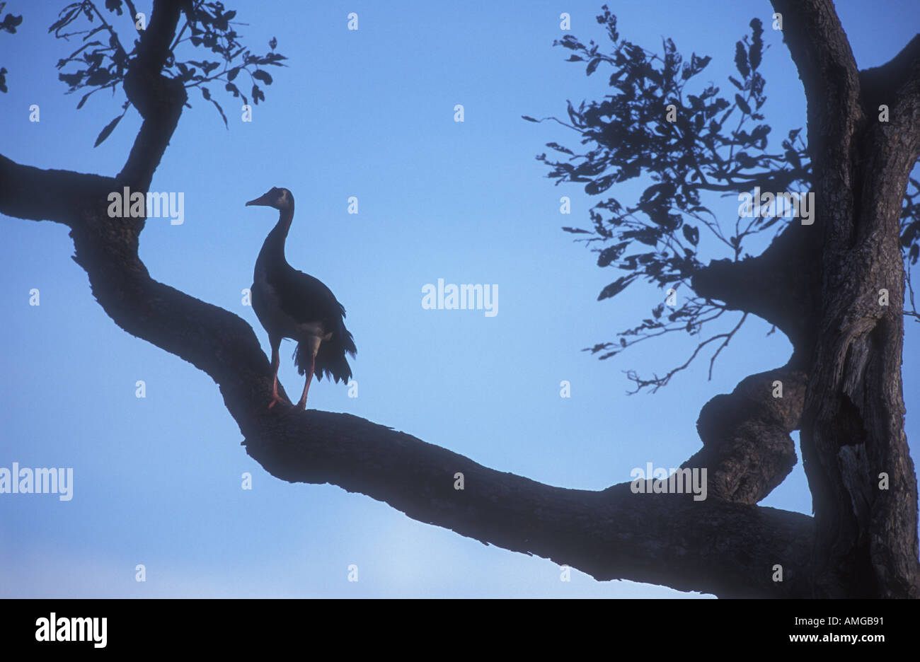 Spur-winged Goose Plectropterus gambensis Stock Photo - Alamy