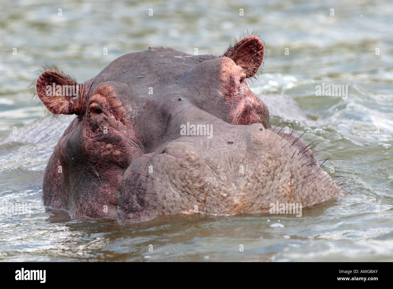 Hippo bull, Hippopotamus amphibius Stock Photo - Alamy