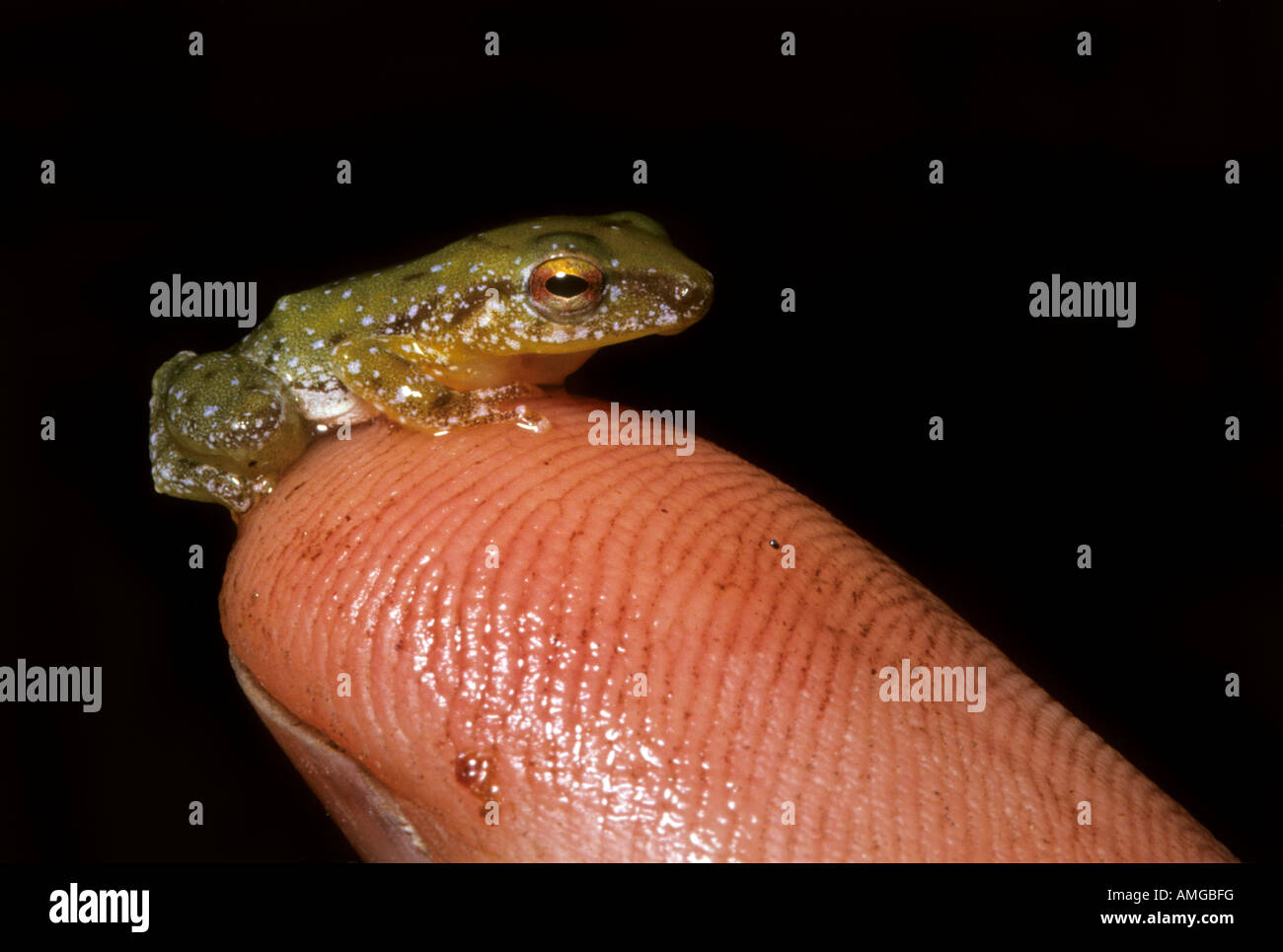 American middle school student with tiny frog. Eleutherodactylus sp ...