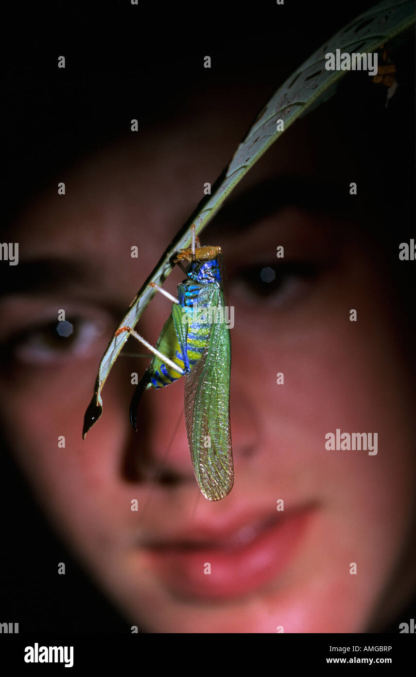 American high school student with Crayola katydid (Vestria sp.) in ...