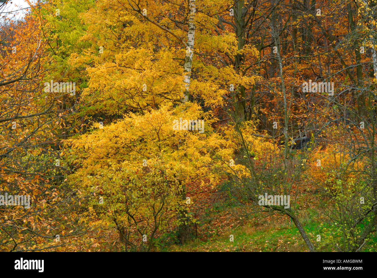 Bright colours in the European autumn Stock Photo - Alamy