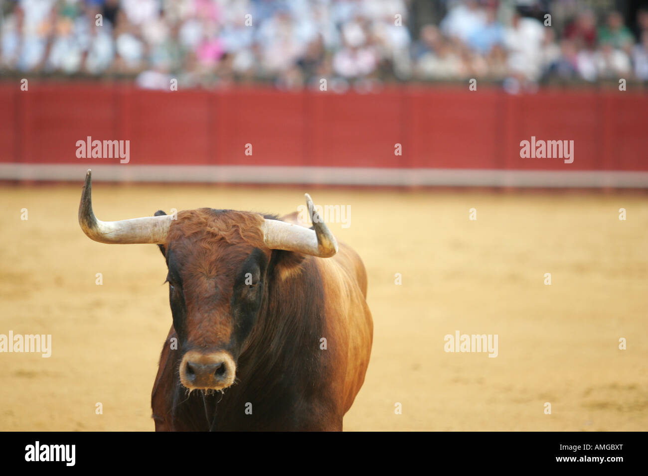 Superb fighting bull Stock Photo - Alamy