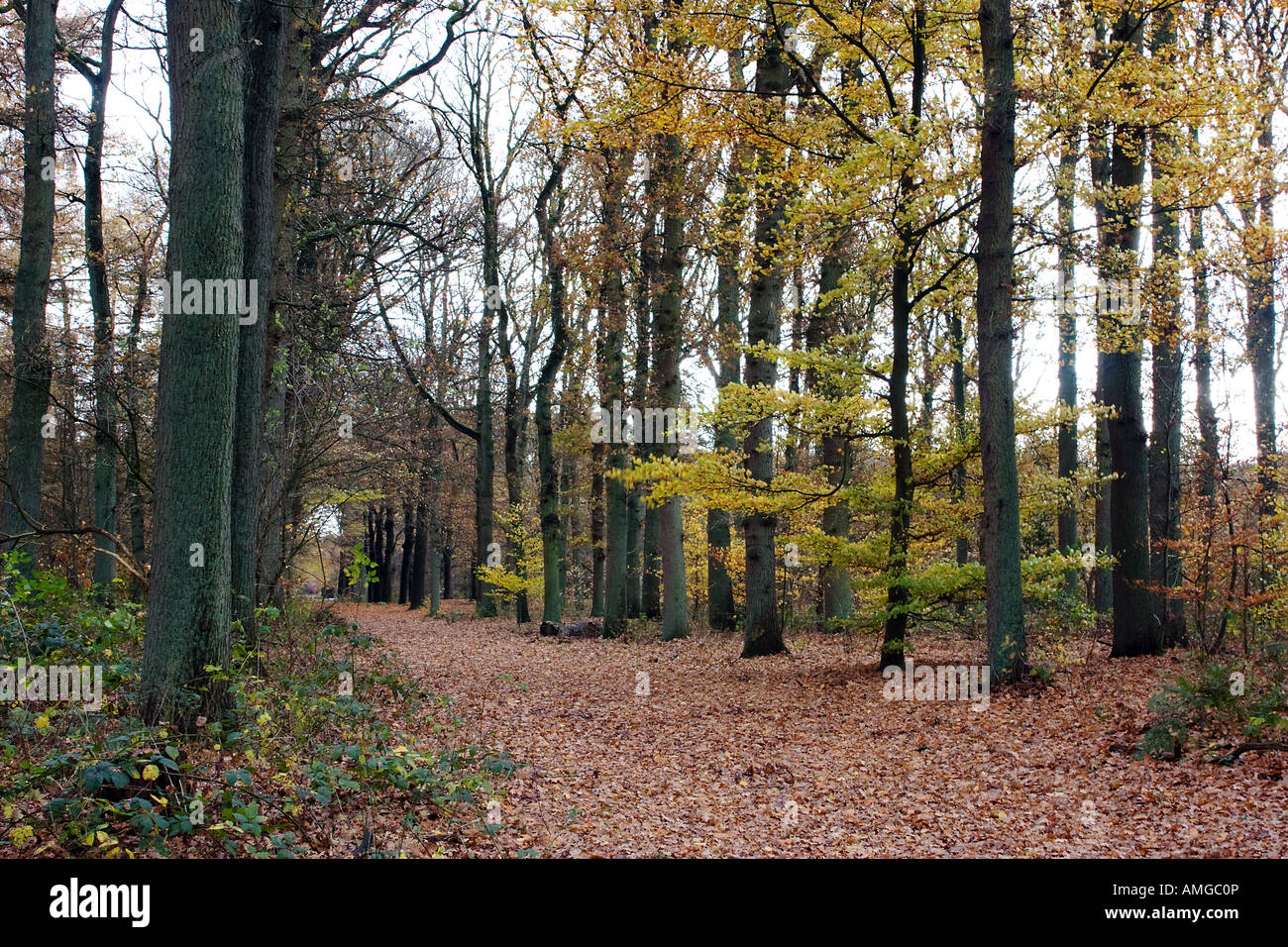 Forest lane in autumn Stock Photo - Alamy