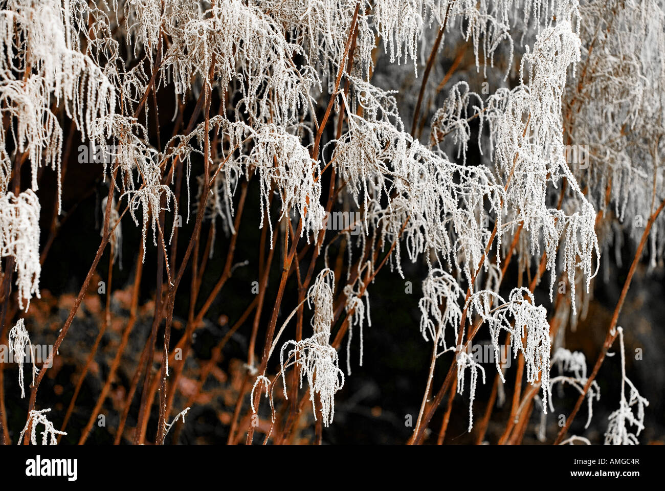 frosted plants in winter Stock Photo - Alamy