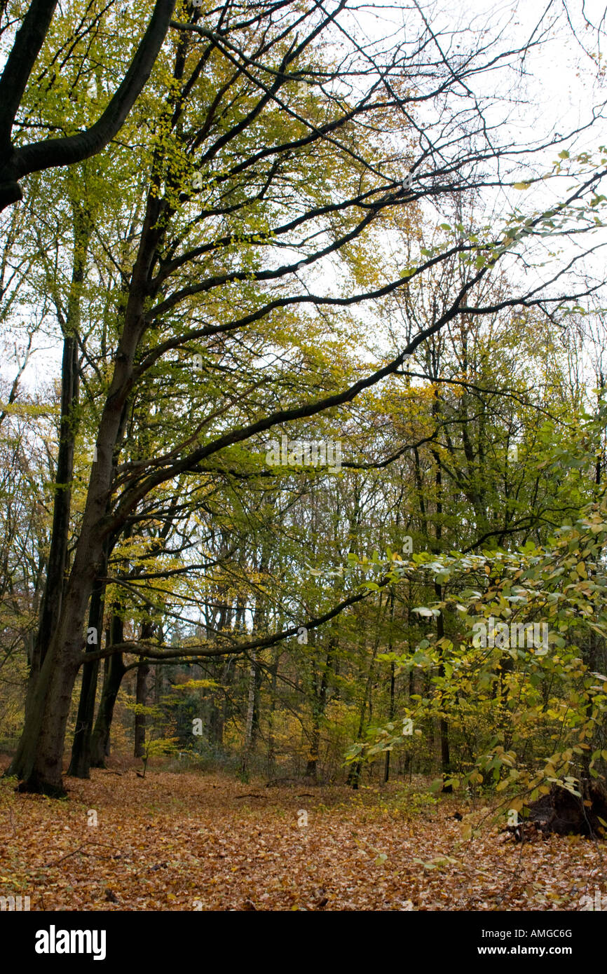 Beech and oak forest in the fall Stock Photo - Alamy