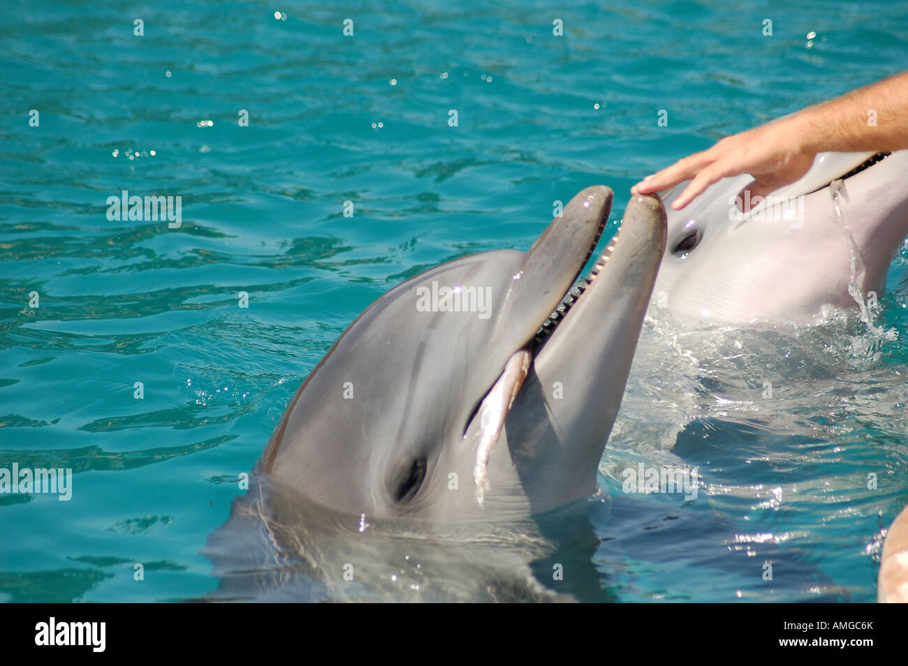 Israel Eilat Dolphin reef hand touching the Dolphin s snout Stock Photo ...
