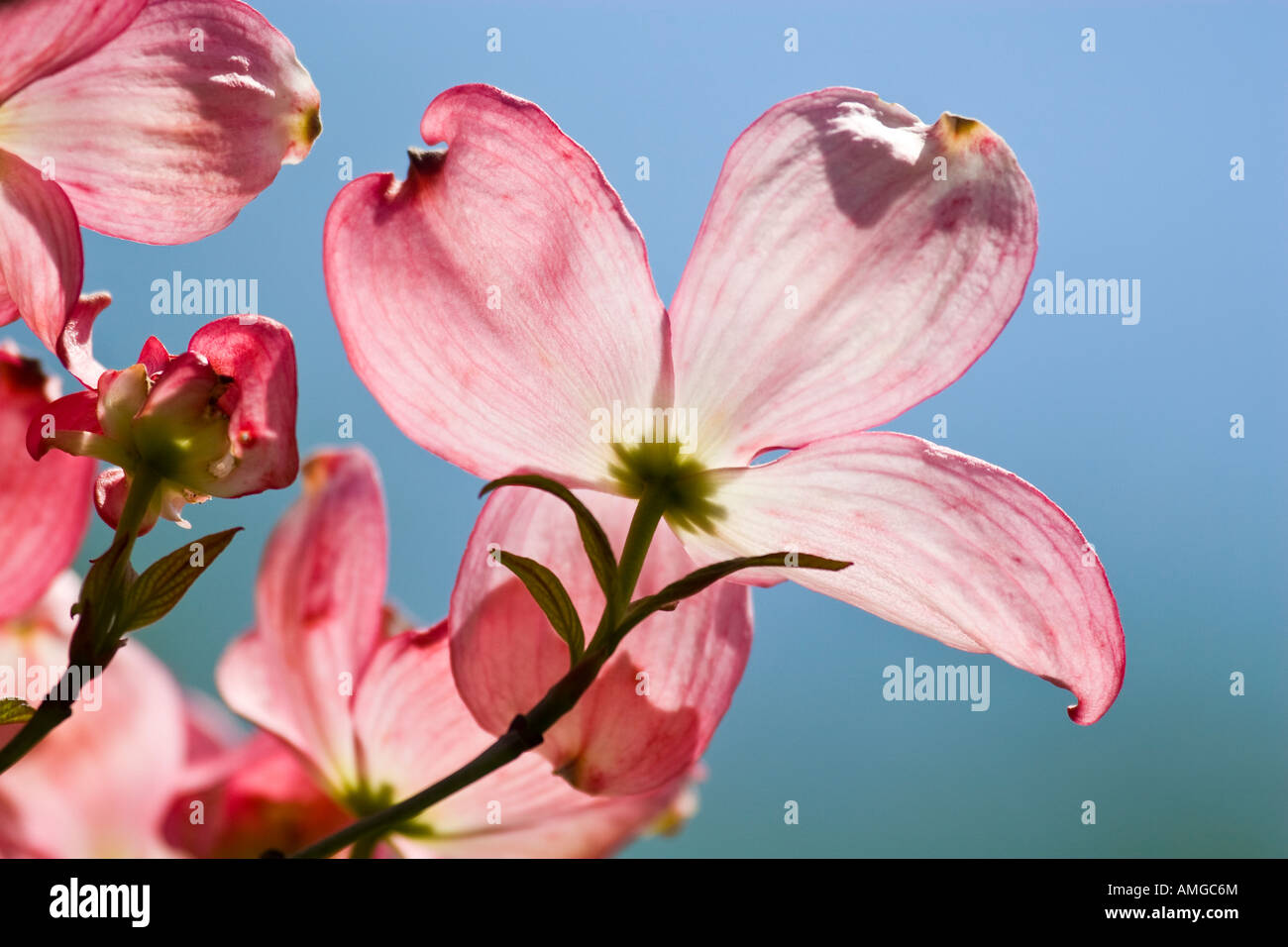 Dogwood blossoms in spring Stock Photo - Alamy