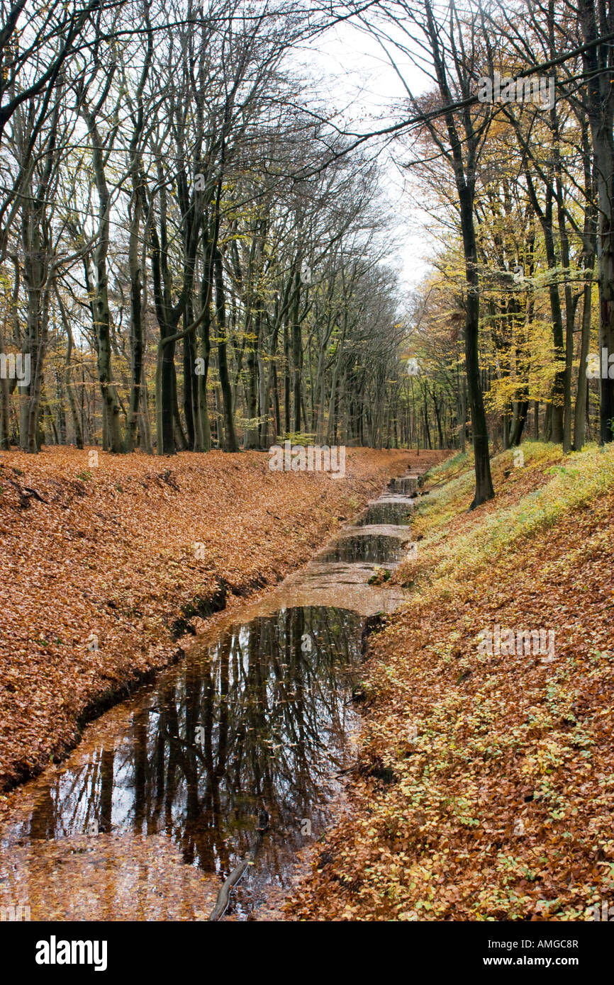 Brook in fall Stock Photo - Alamy