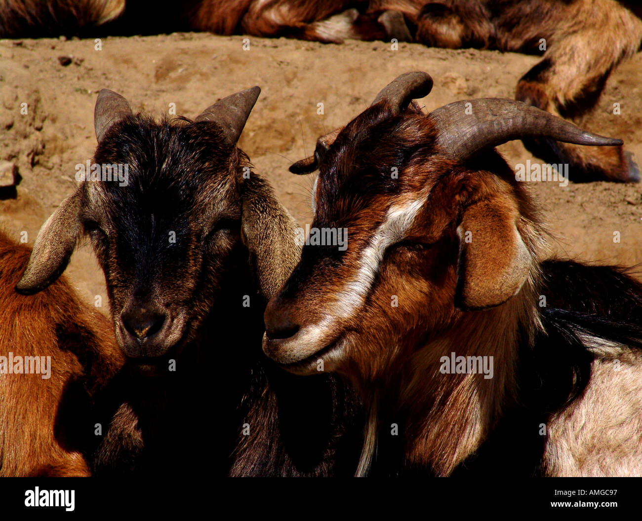 Goats basking in the sun in the sherpa village of Namche Bazaar Stock ...