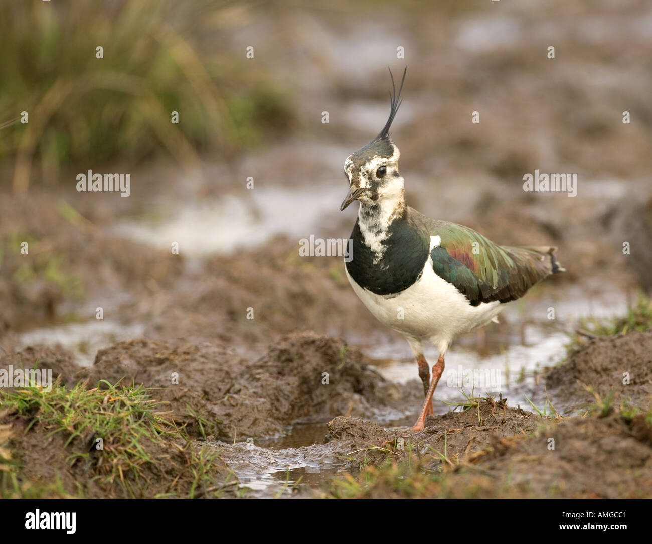 Lapwing peewit bird hi-res stock photography and images - Alamy