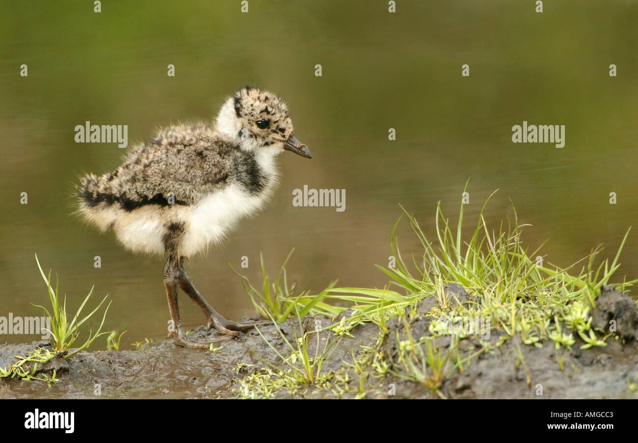 Baby lapwing uk hi-res stock photography and images - Alamy