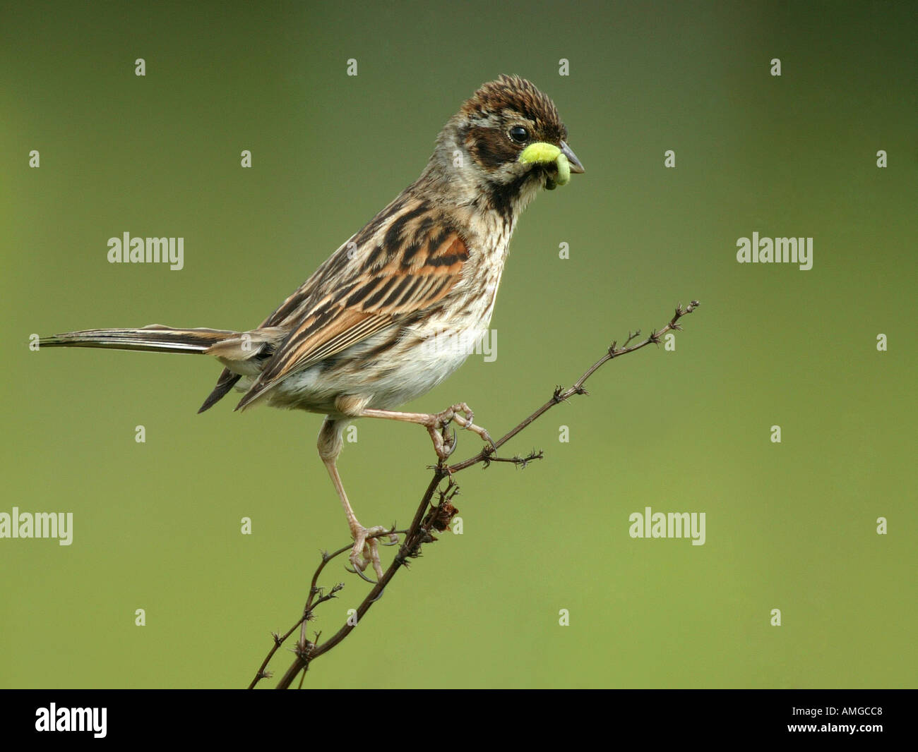 Female Reed Bunting Emberiza schoenidus Stock Photo - Alamy