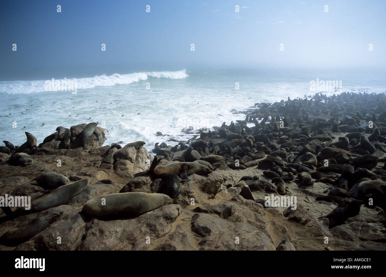 Cape Cross seal colony Namibia Stock Photo - Alamy