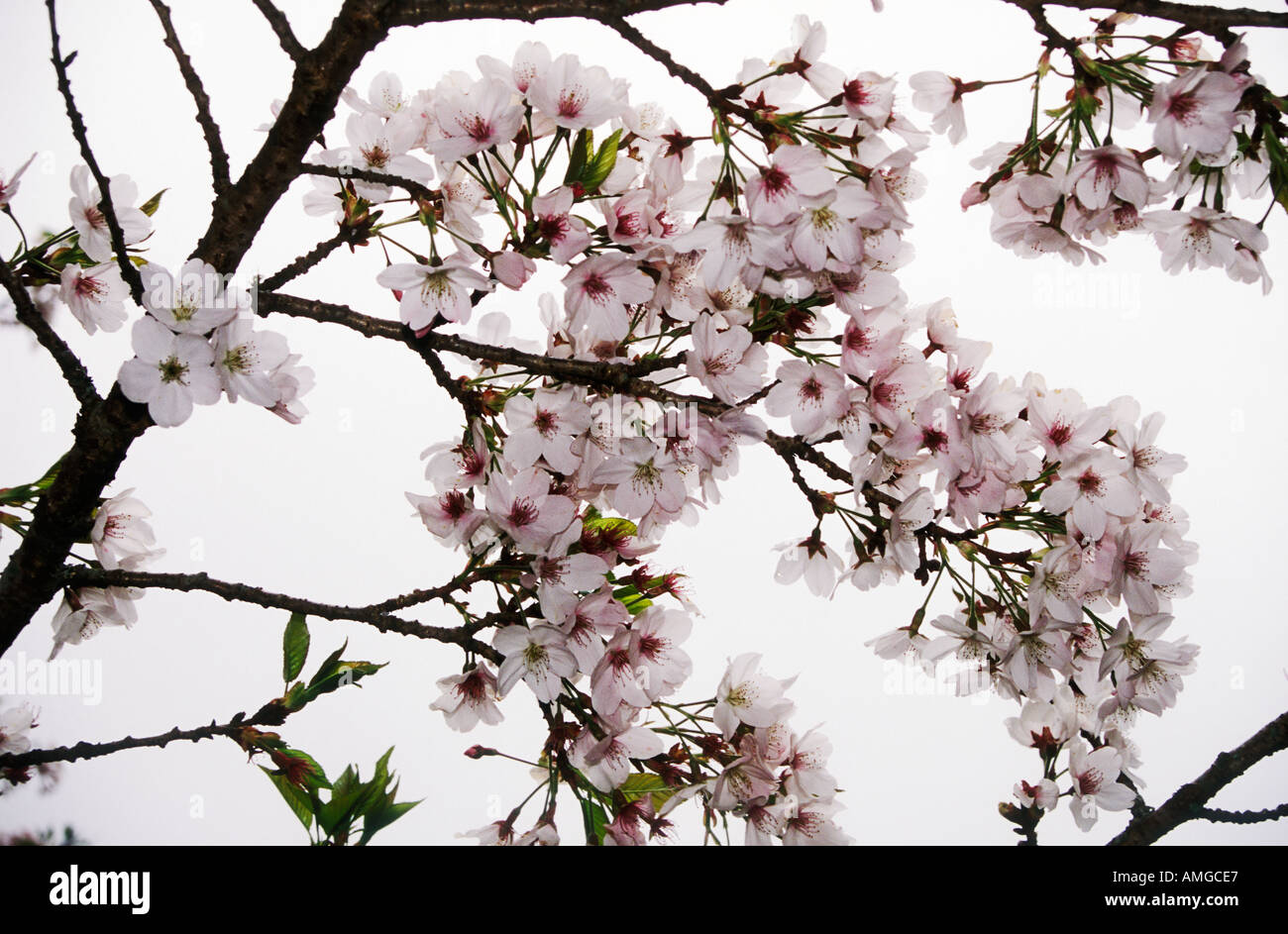 Taiwan china cherry blossoms hi-res stock photography and images - Alamy