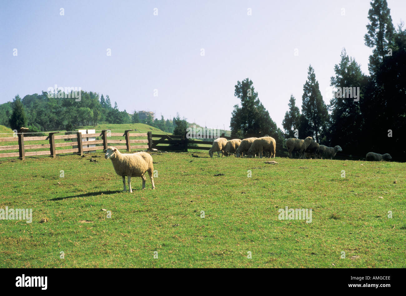 Lone Sheep Cingjing Farm Republic of China Taiwan Stock Photo - Alamy