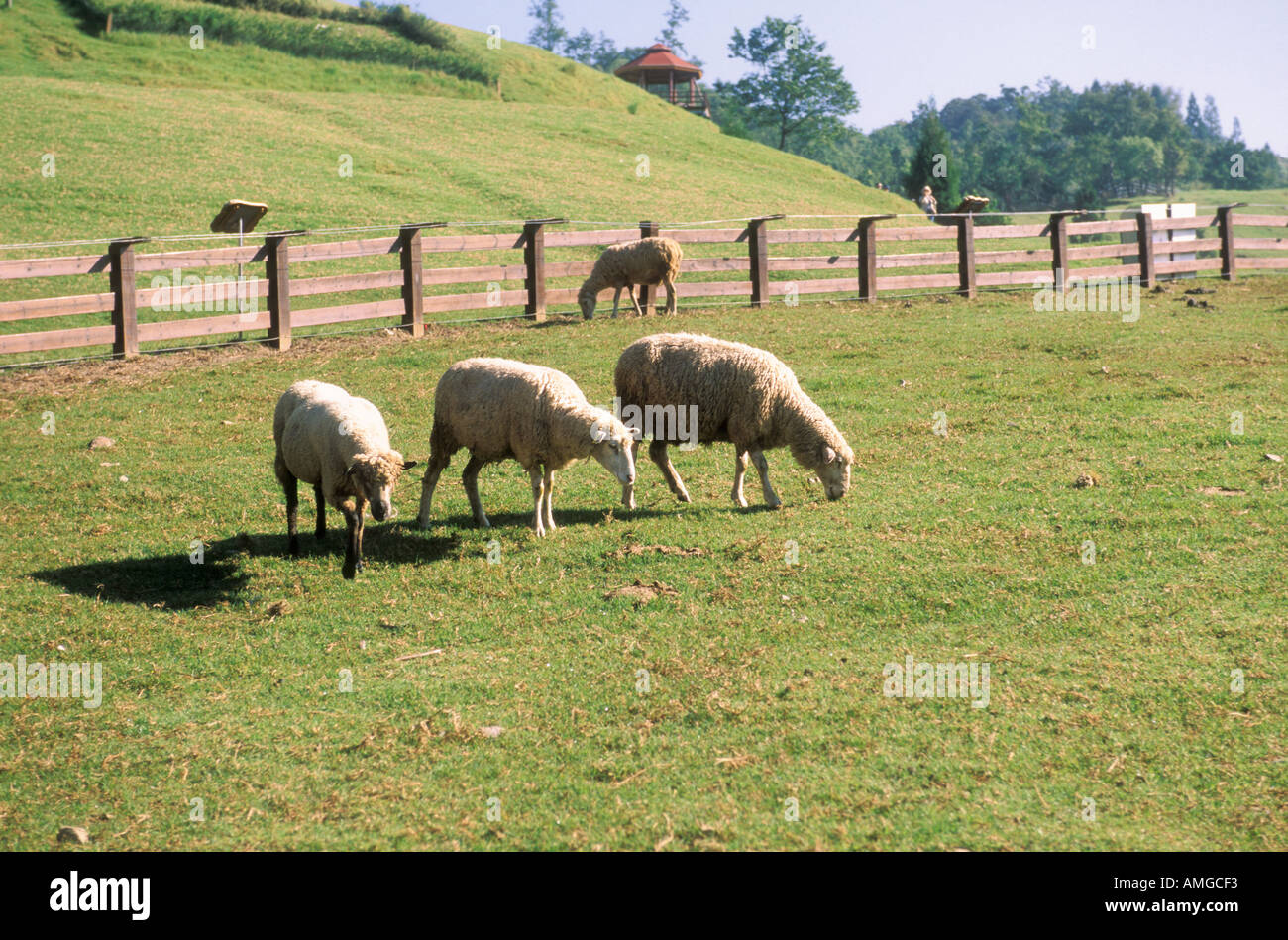 Sheep Grazing Cingjing Farm Taiwan Republic of China Stock Photo - Alamy