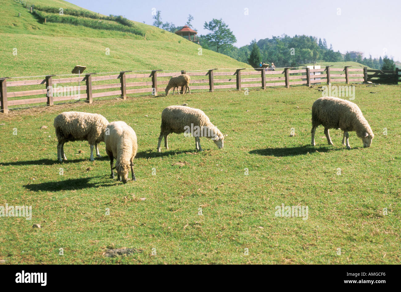 Sheep Grazing Cingjing Farm Taiwan Republic of China Stock Photo - Alamy