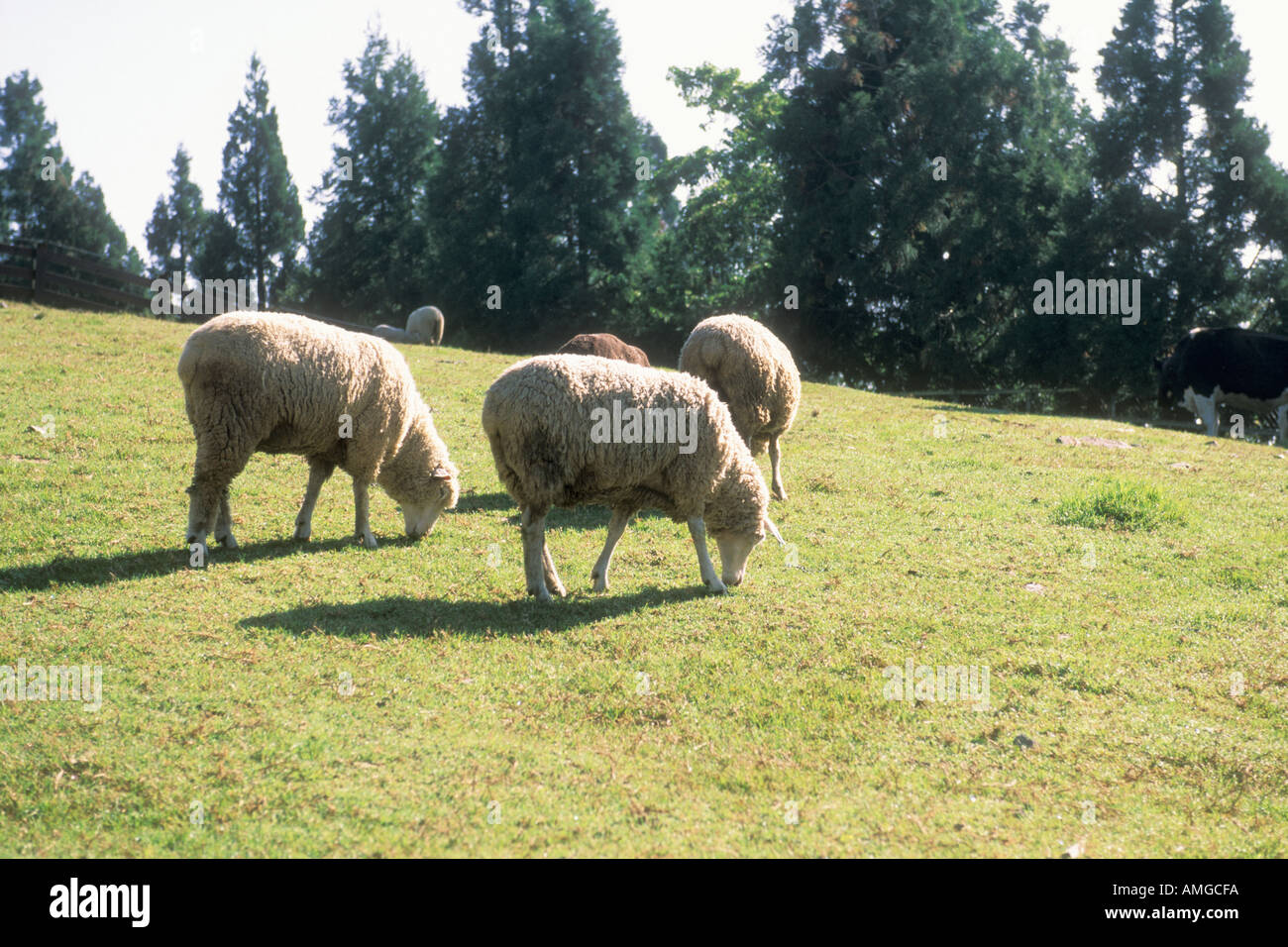 Sheep Grazing Cingjing Farm Taiwan Republic of China Stock Photo - Alamy