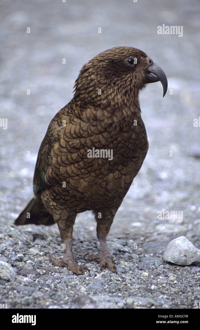 Cheeky kea nestor notabilis hi-res stock photography and images - Alamy