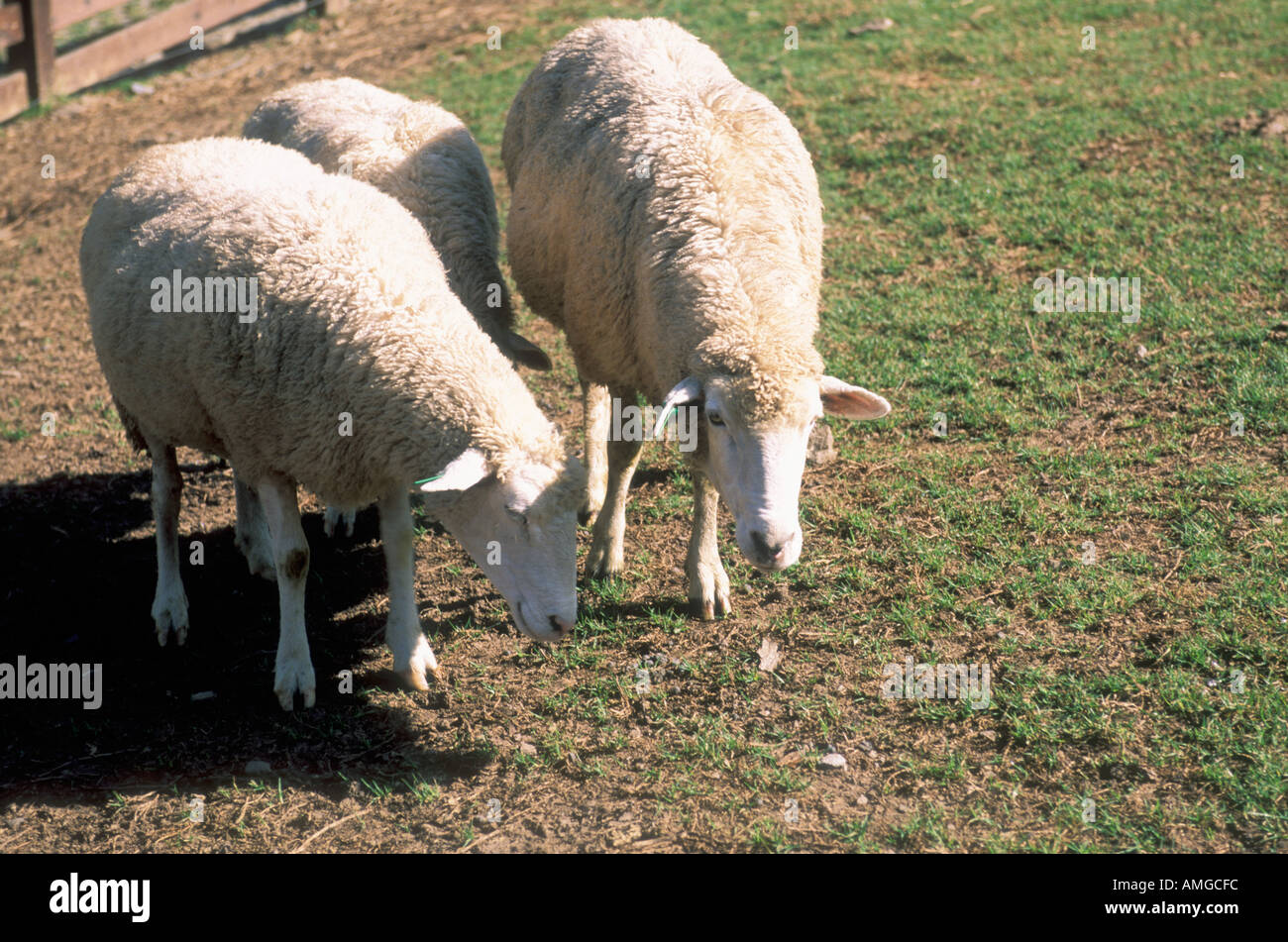 Sheep of nantou cingjing farm hi-res stock photography and images - Alamy