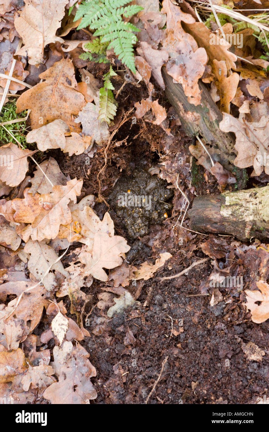 Badger droppings hi-res stock photography and images - Alamy