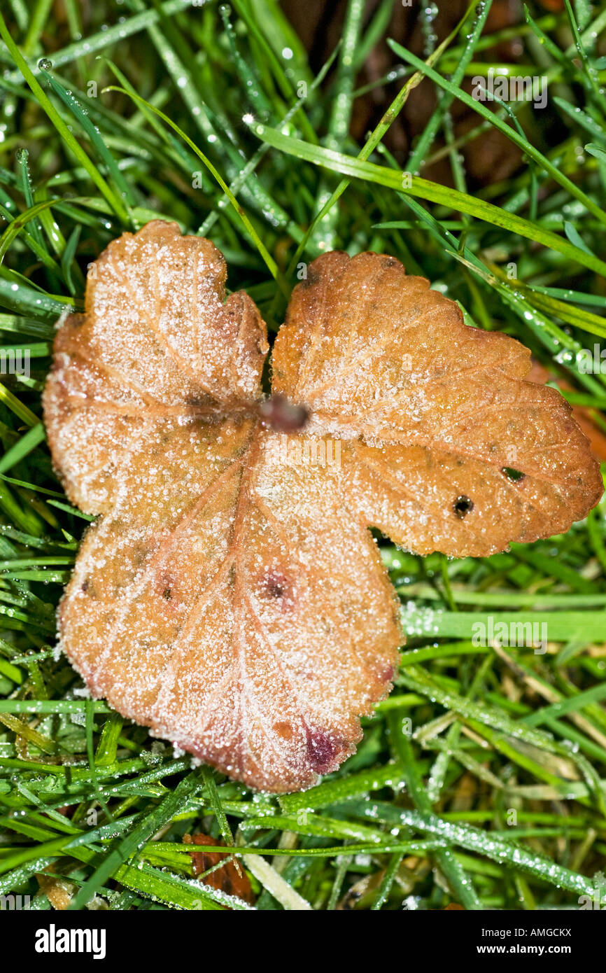 frozen leaf on grass Stock Photo - Alamy