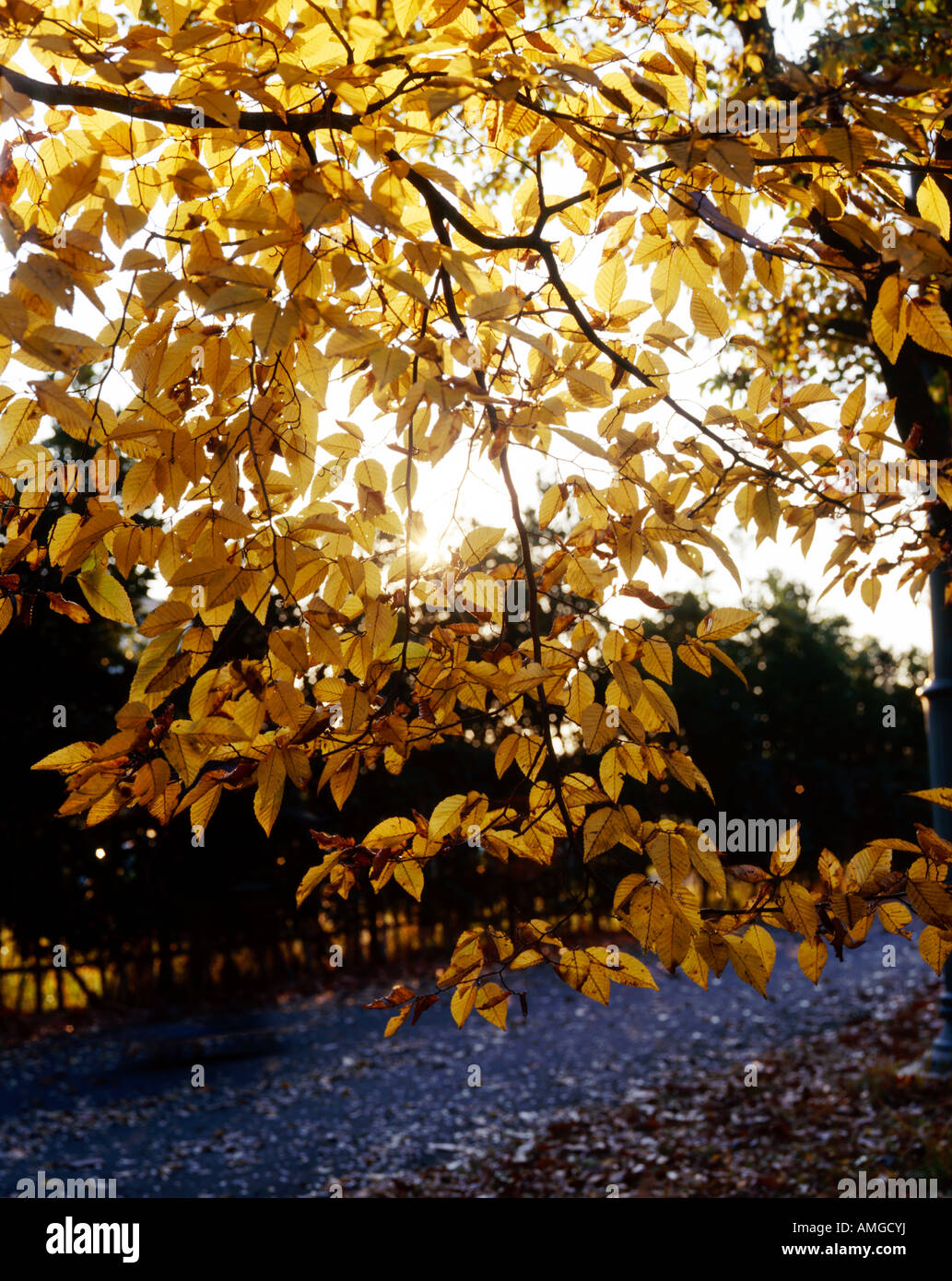 Autumn scene yellow leaves backlight Stock Photo - Alamy